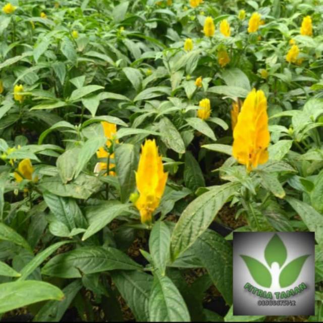 Inilah 42+ Tanaman Bunga Lolipop yang Wajib Disimak! - Informasi ...