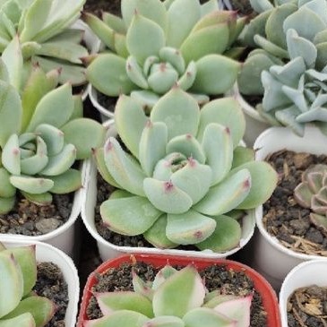 Harga Cihua Terbaru Desember 2022 |BigGo Indonesia