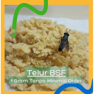 Jual Telur Maggot Magot Lalat BSF Indukan Super Terbaik | Shopee Indonesia