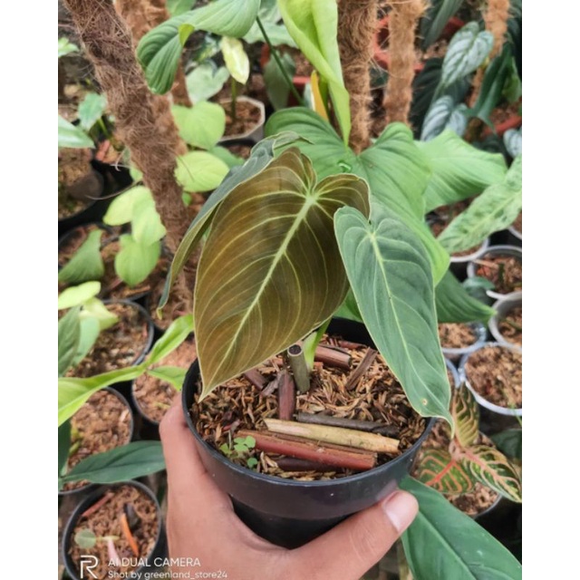 Jual fresh cuting tanaman hias melano - philo melano - melanocrisum ...