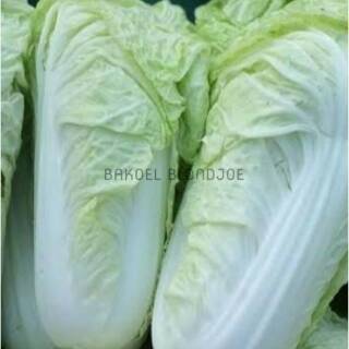 Jual SAWI PUTIH / SAWI / CHINESE CABBAGE / FRESH VEGETABLES / VEGETABLE ...