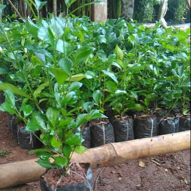 Jual Tanaman pagar hidup teh - tehan / Pohon teh - tehan Indonesia ...