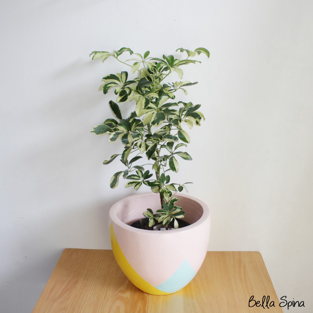 Jual Tanaman Hias Schefflera Alboricola alias Walisongo Variegata (TH-80) Indonesia|Shopee Indonesia