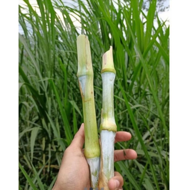 Jual Bibit rumput pakcong super 1kg | Shopee Indonesia