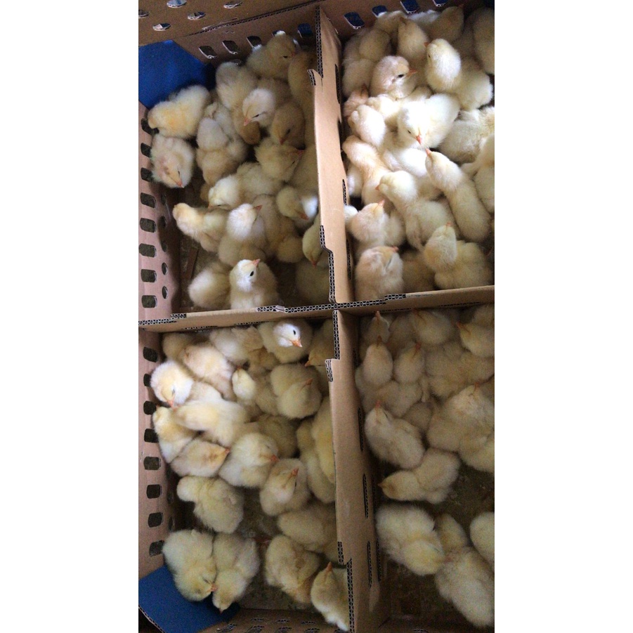 Jual Jual DOC Pejantan untuk Wilayah Kalimantan dan sekitarnya | Shopee ...