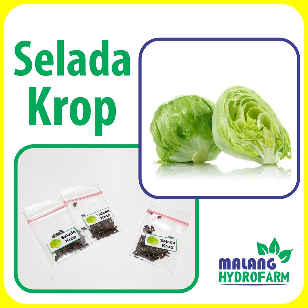 Jual Benih Selada Krop / Head Lettuce Unggulan berkualitas biji ...