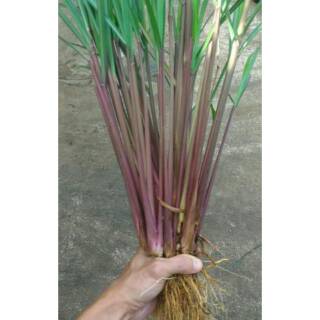 Jual SEREH WANGI SEGAR 1KG SERAI MERAH LANANG HERBAL BERKHASIAT ...
