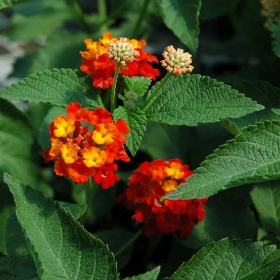 Jual lantana hybrida, tanaman hias bunga lantana tembelekan | Shopee ...