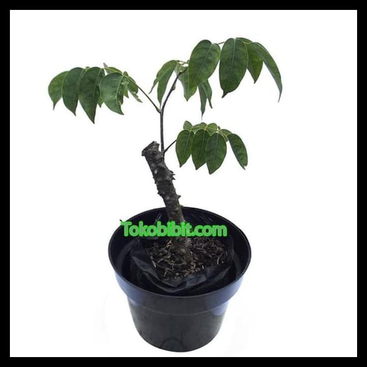 Jual Tanaman Obat Toga Tanaman Kayu Rapet | Shopee Indonesia