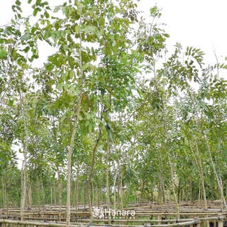 Jual Cassia fistula - Tengguli - pohon instan/instant tree | Shopee ...