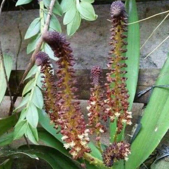 Jual Anggrek Eria iridifolia spesies | Shopee Indonesia
