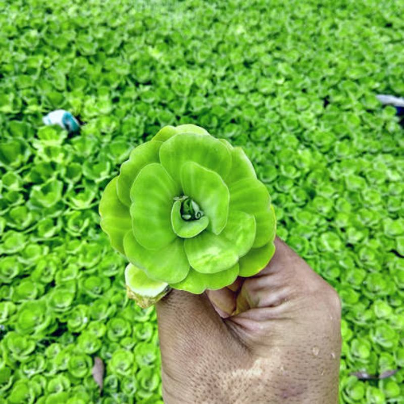Jual Apu Apu Pistia stratiotes tanaman air Kapu kapu kiambang tanaman ...