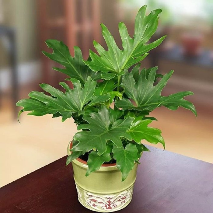 Jual tanaman monstera jari/pohon philodendron jari selloum/tanaman hias ...