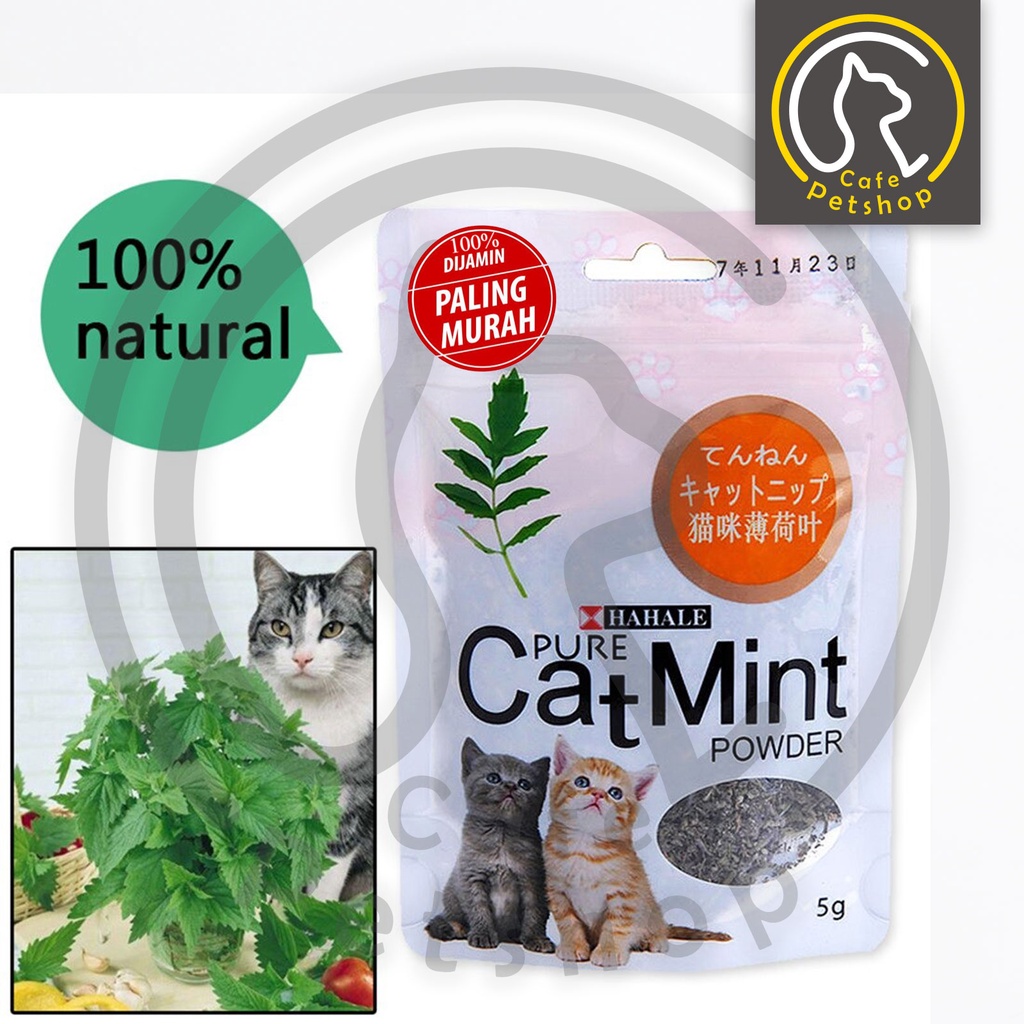 Jual Catnip catmint cat mint - PURE CATMINT POWDER - BIKIN FLY KUCING ... Jual Catnip catmint cat mint - PURE CATMINT POWDER - BIKIN FLY KUCING ...