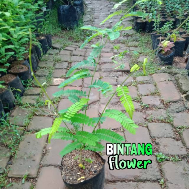 Jual Tanaman herbal daun saga rambat | bibit herbal daun saga | Shopee ...