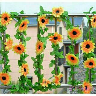 Jual Bunga Rambat / Bunga Jalar Matahari | Shopee Indonesia