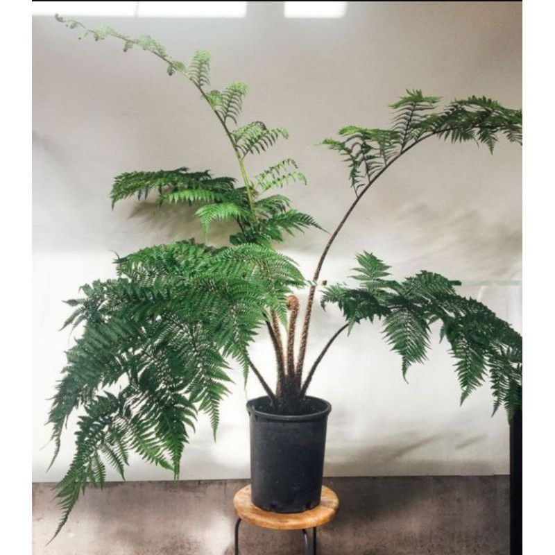 Jual pakis monyet berdaun | Shopee Indonesia