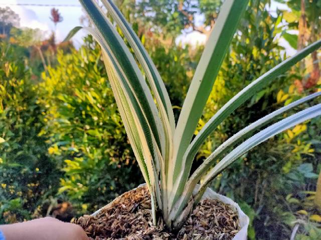 Jual TANAMAN HIAS AIRIS VARIEGATA / TANAMAN HIAS IRIS PUTIH/ IRIS ...