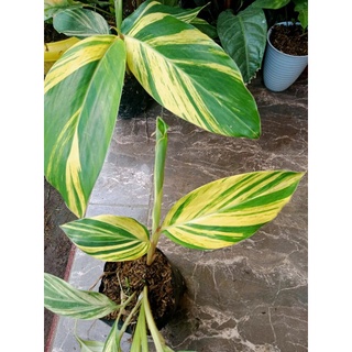 Jual calathea variegata alpinia zerumbet/calathea variegata kuning ...