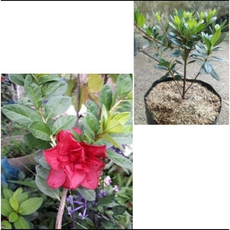 Jual pohon Azalea bunga merah - tanaman hias Azalea merah | Shopee ...