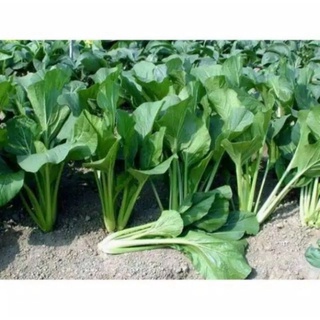 Jual 100 biji Sawi manis/caisim | Shopee Indonesia