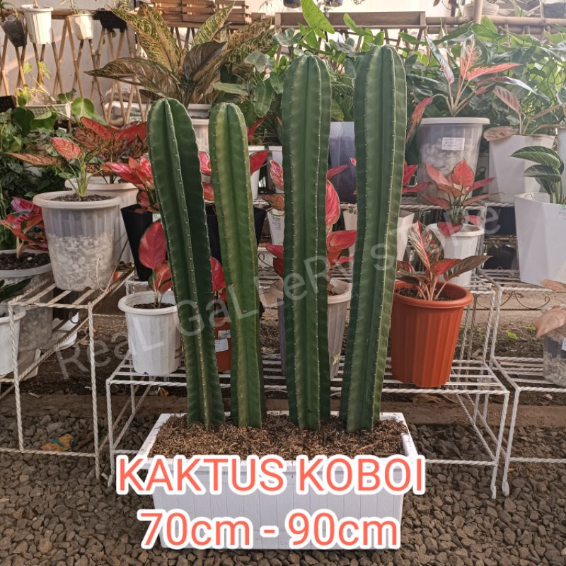 Jual Kaktus Koboi 50cm - 70cm ( TANPA DURI ) | Shopee Indonesia