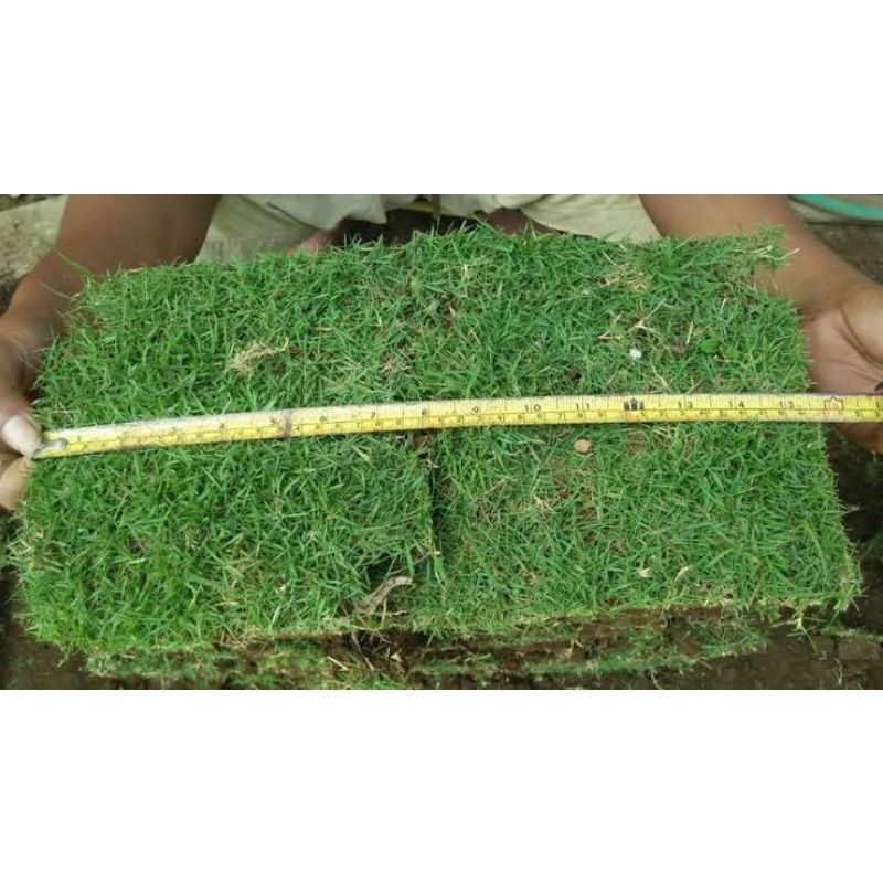 Jual Bibit Rumput Jepang Rumput Manila Zoysia Matrella murah | Shopee ...