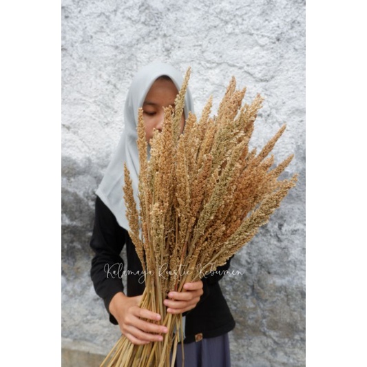Jual Bunga Cantel Sorghum Dekorasi Rustik Tanaman Daun Kering Palem ...