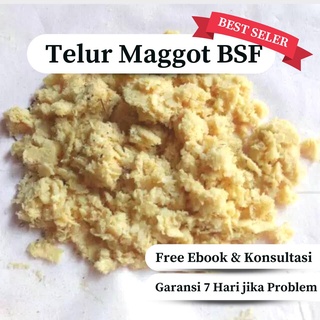 Jual Paket 10 Gram Telur Maggot Bibit Lalat BSF 95% Menetas | Shopee ...