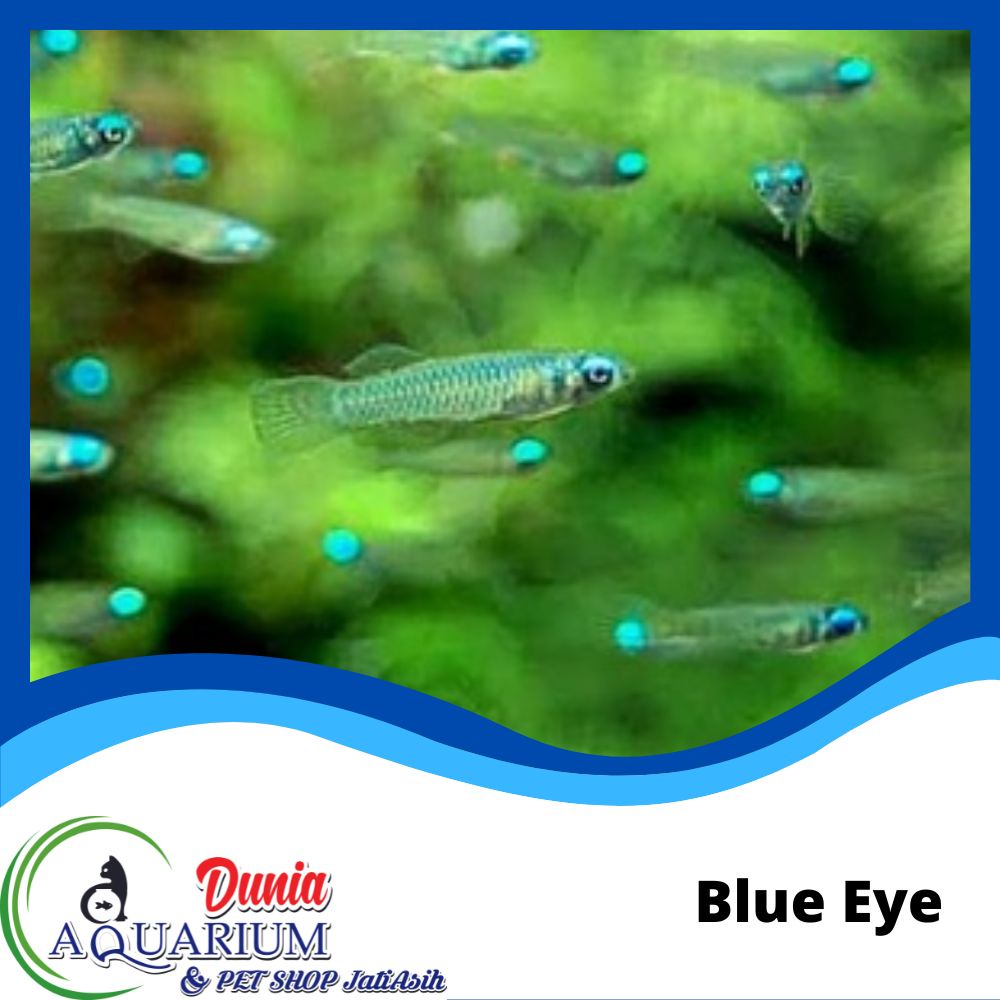 Jual Ikan Hias Blue Eye Aquascape Pseudomugil signifer | Shopee Indonesia