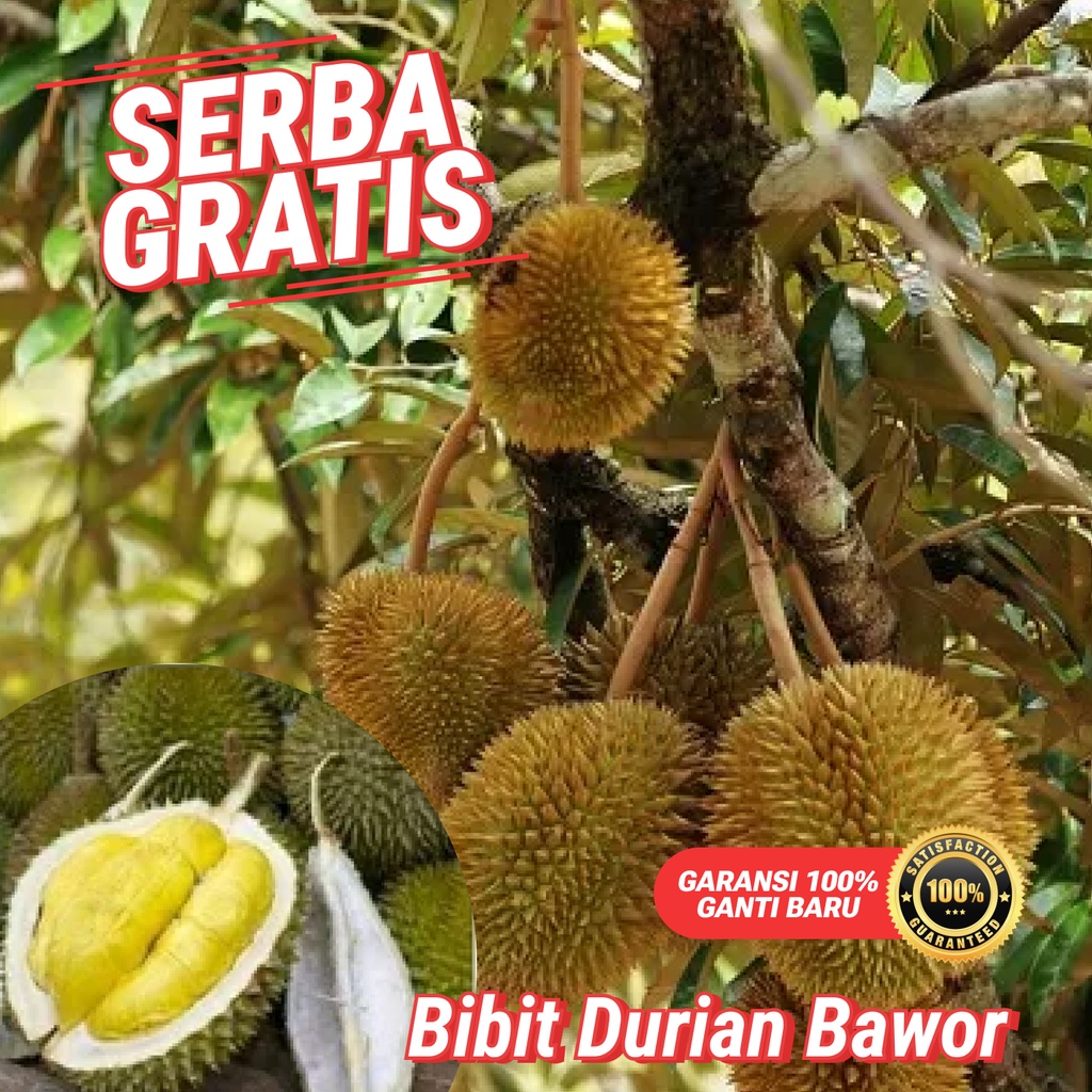 Jual Bibit Durian Bawor Cepat Berbuah | Pembibitan duren bawor okulasi | pohon durian unggul ...