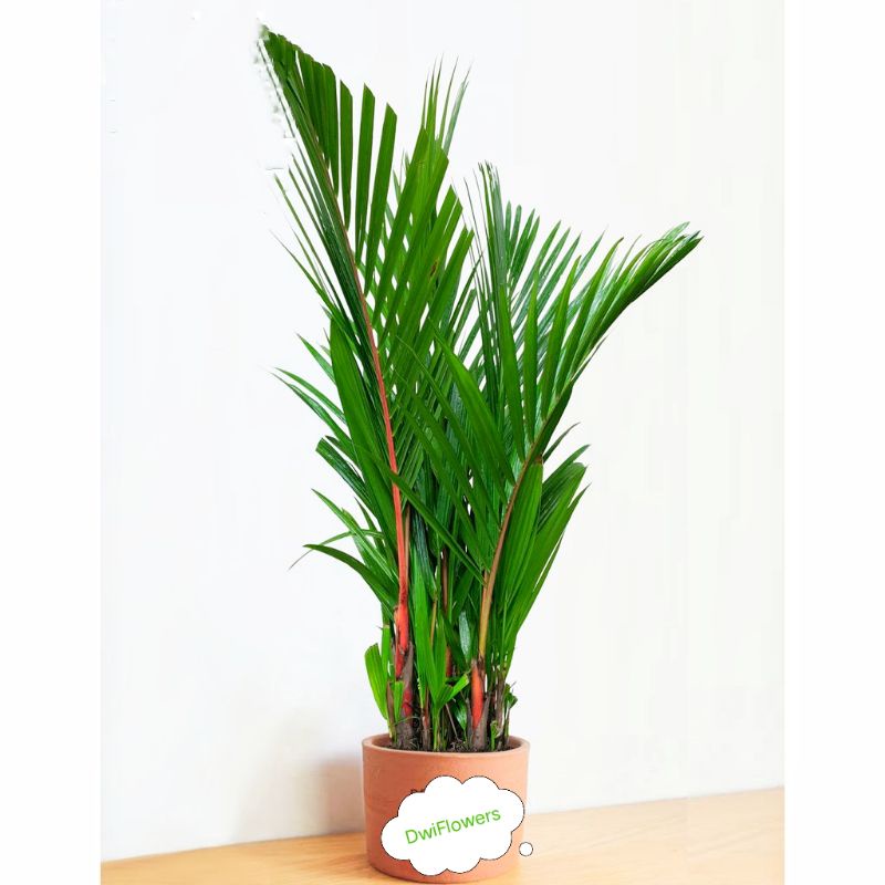 Jual ( BISA COD ) PROMO Tanaman Hias Palm Merah - Pohon Palem Merah ...