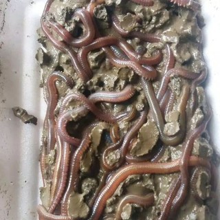 Jual cacing laut/cacing naga | Shopee Indonesia