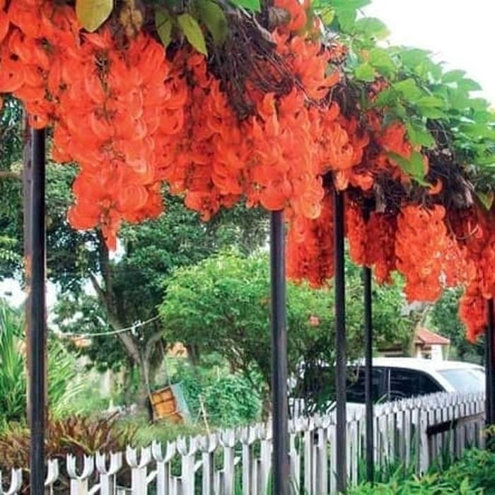 PROMO Tanaman Hias Rambat Flame of Irian kuku macan . | Shopee Indonesia