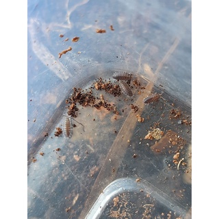 Jual Isopod Nagurus Nanus | Isopoda untuk Cleaning Crew Vivarium ...