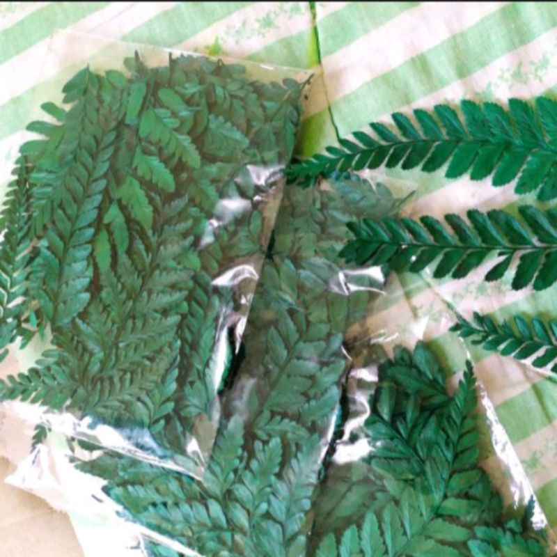Jual daun pakis kering /daun rustic/daun mahar | Shopee Indonesia