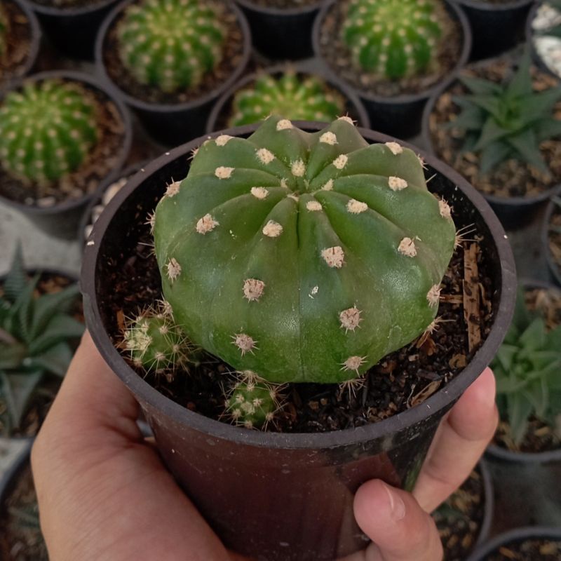 Jual Echinopsis Subdenudata, Echinopsis Subdenudatum (Kaktus Sukulen ...