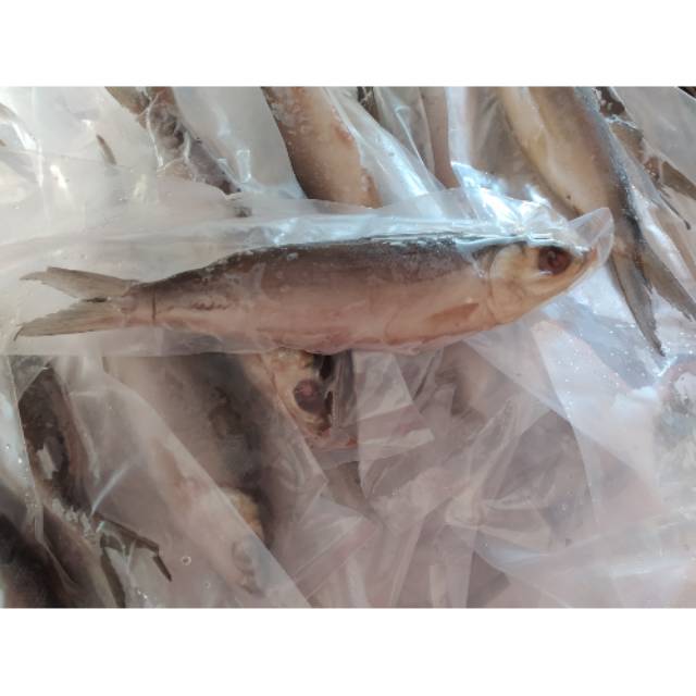 Jual Bandeng tanpa duri Frozen | Shopee Indonesia