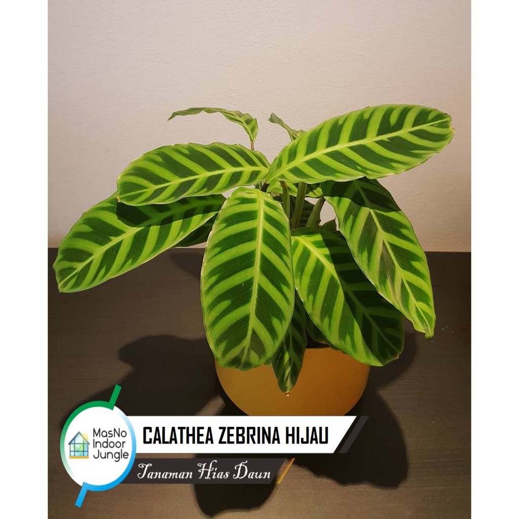 Jual Tanaman Daun Calathea Zebrina - Bibit Tanaman hias Hidup Zebrina ...