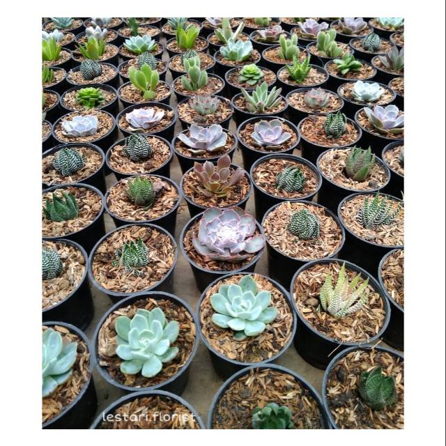 Jual Paket Mini Sukulen 30 pcs (mix and match plant) | Shopee Indonesia