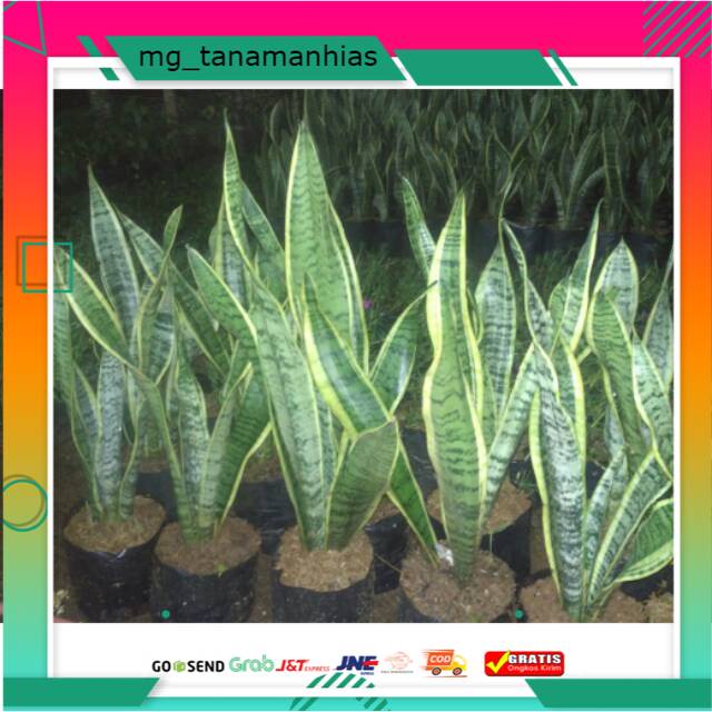 Jual Tanaman Sanseviera | Tanaman Sensivera | Tanaman Lidah Mertua ... Jual Tanaman Sanseviera | Tanaman Sensivera | Tanaman Lidah Mertua ...