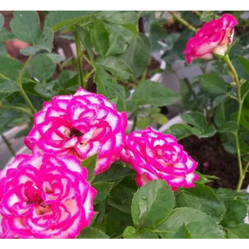 Jual TANAMAN BUNGA MAWAR CAROUSEL PINK | Shopee Indonesia