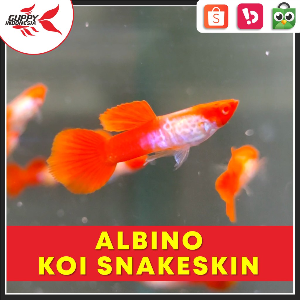 Jual Ikan Guppy Albino Koi Snakeskin | Shopee Indonesia