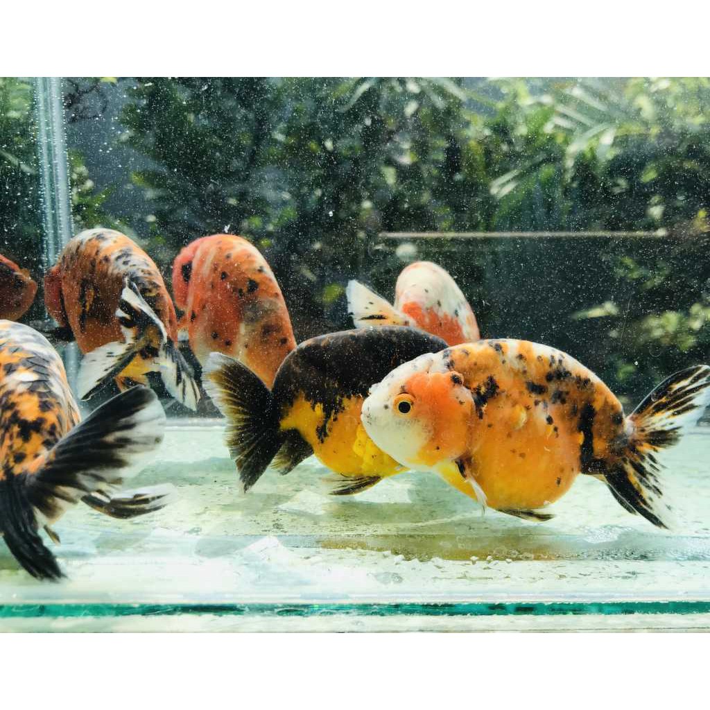Ikan Koki Ranchu - Perumperindo.co.id