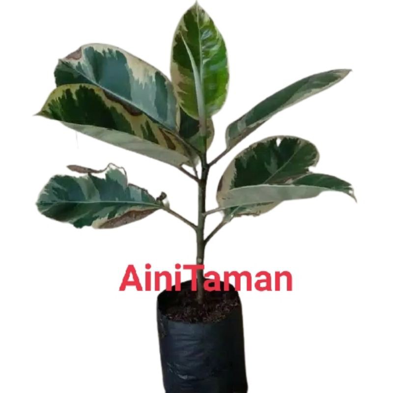 Jual tanaman hias indoor - karet kebo variegata - beringin karet ...