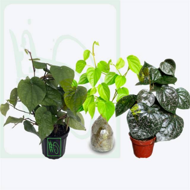 Jual Tanaman herbal Sirih hitam merah hijau | Shopee Indonesia