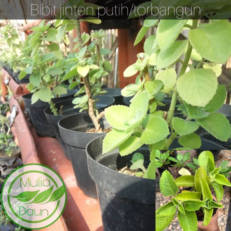Jual Bibit tanaman jinten putih/Pohon daun jinten putih/Torbangun ...