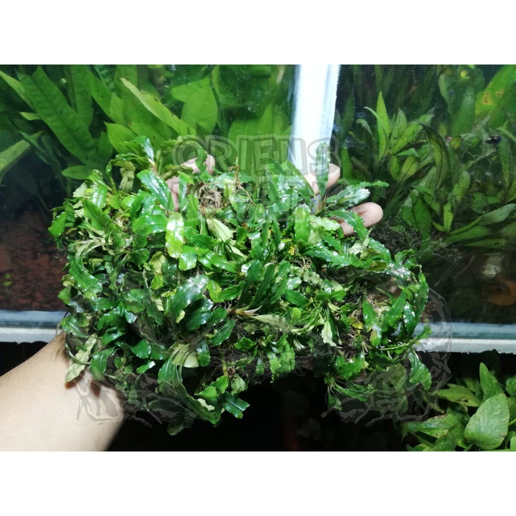 Jual Tanaman Aquascape - Bucephalandra SP | Shopee Indonesia