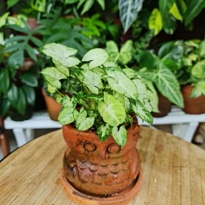 Jual Tanaman Hias Keladi Mini | Bunga Hidup Syngonium Mini | Bunga Hias ...