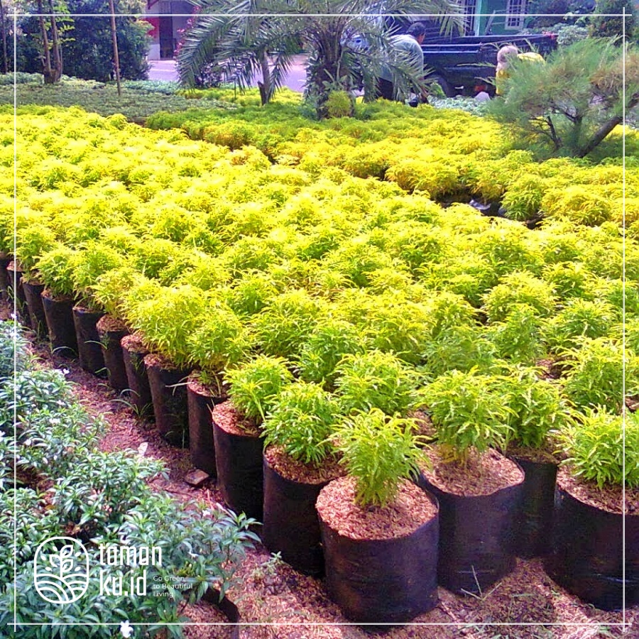 Jual Tanaman Hias Brokoli Kuning Akasia Kuning | Hijau - Kuning ...